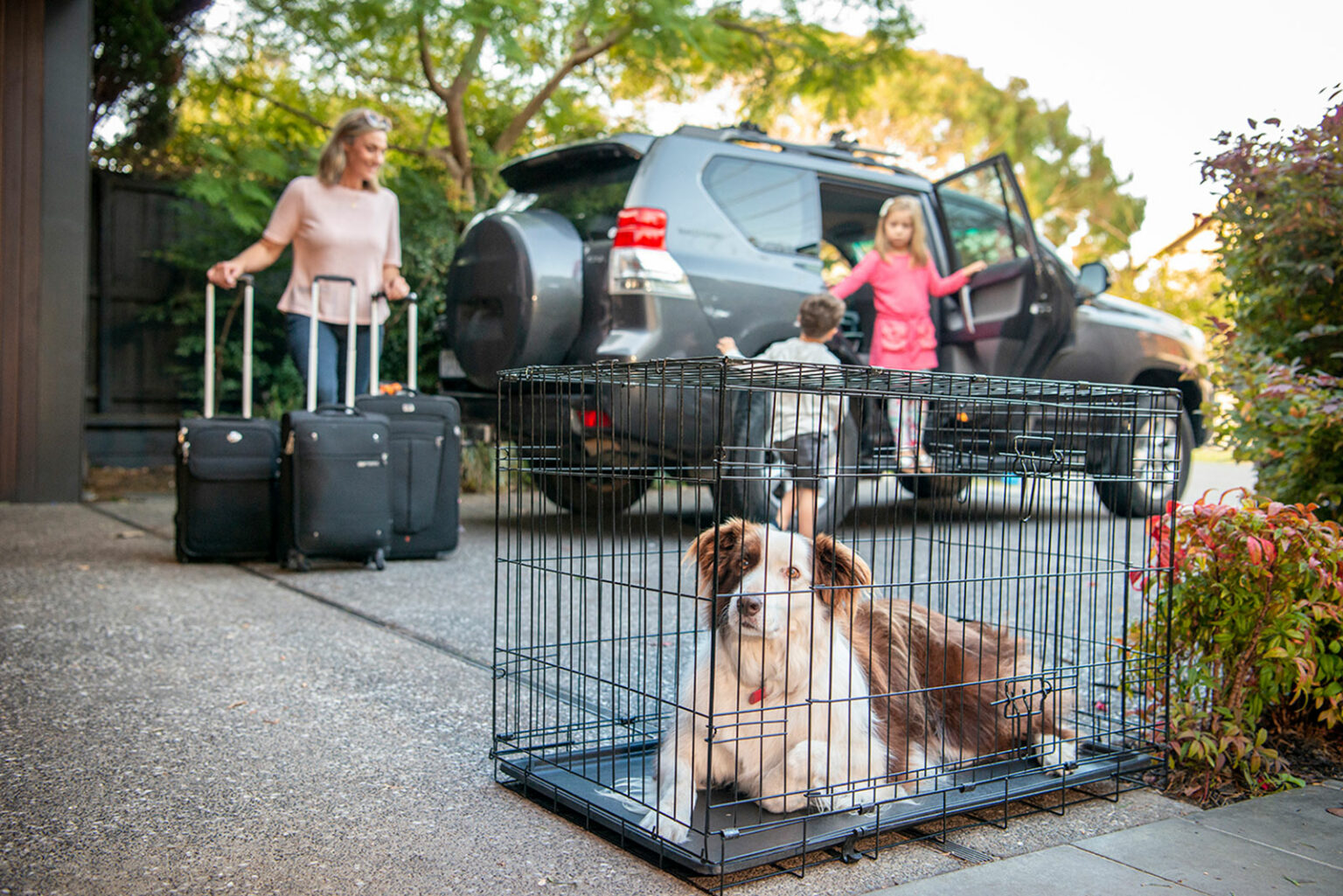 Pet Panels | Secure & Durable Solutions for Your Pets by Rapid Products